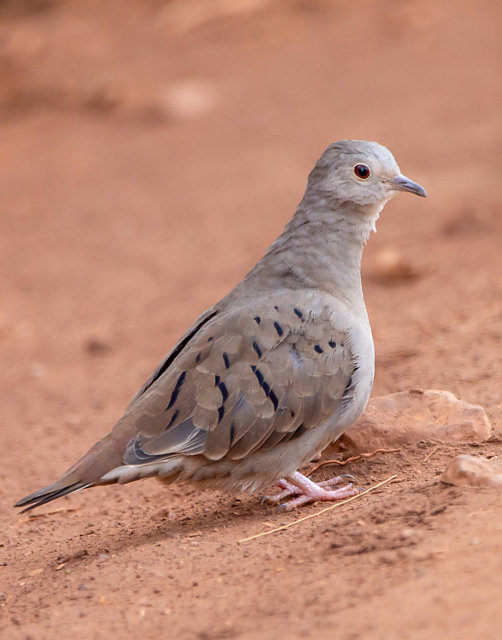 Foto rolinha-roxa (Columbina talpacoti) Por Walisson Assis | Wiki Aves ...