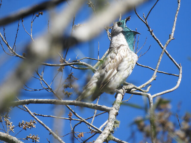 Foto araponga (Procnias nudicollis) Por Divaldo Borges | Wiki Aves - A ...