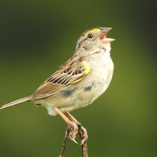 Passerellidae | WikiAves - A Enciclopédia das Aves do Brasil