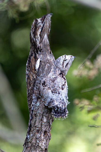 Foto urutau (Nyctibius griseus) Por André Camargo | Wiki Aves - A ...