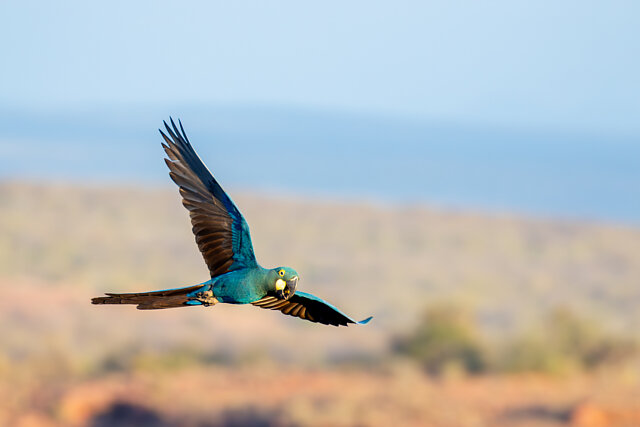 Foto arara-azul-de-lear (Anodorhynchus leari) Por Lucas Barros | Wiki ...