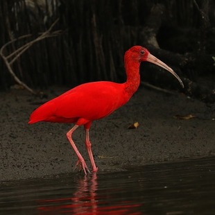 guará (Eudocimus ruber) | WikiAves - A Enciclopédia das Aves do Brasil