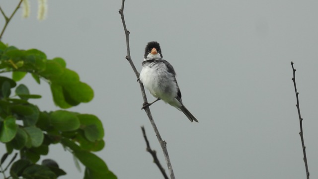 Foto golinho (Sporophila albogularis) Por Alessandro Carneiro | Wiki ...