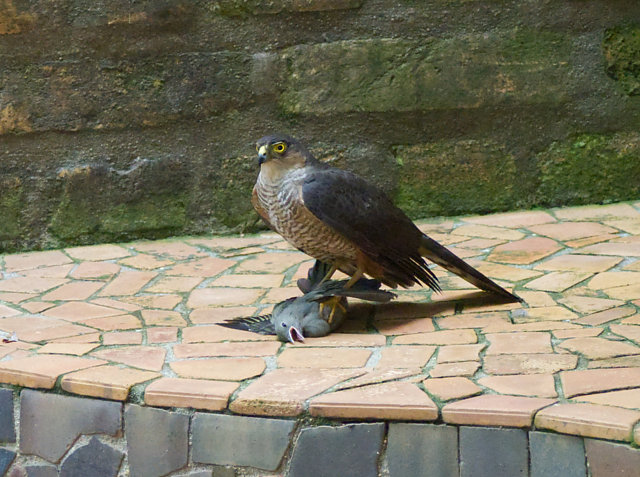 Foto tauató-miúdo (Accipiter striatus) Por Felipe B. Simões | Wiki Aves ...