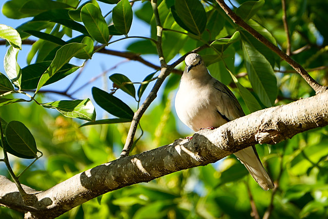 Foto rolinha-picuí (Columbina picui) Por Vicente Villas | Wiki Aves - A ...