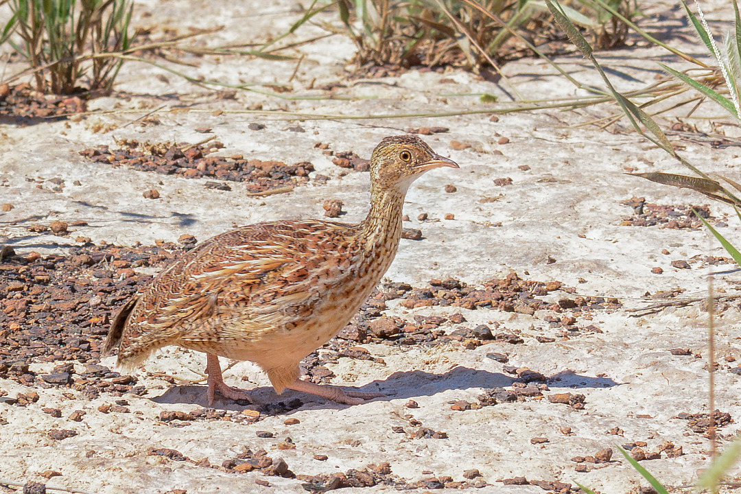 Foto codorna-mineira (Nothura minor) Por Afonso Carlos Santos | Wiki ...