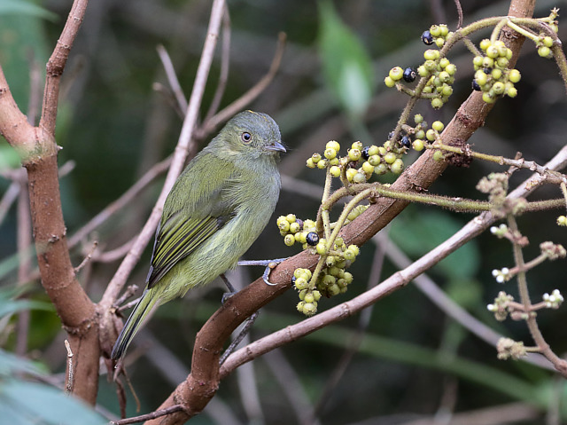 Foto fruxu (Neopelma chrysolophum) Por Sergio Murilo | Wiki Aves - A ...