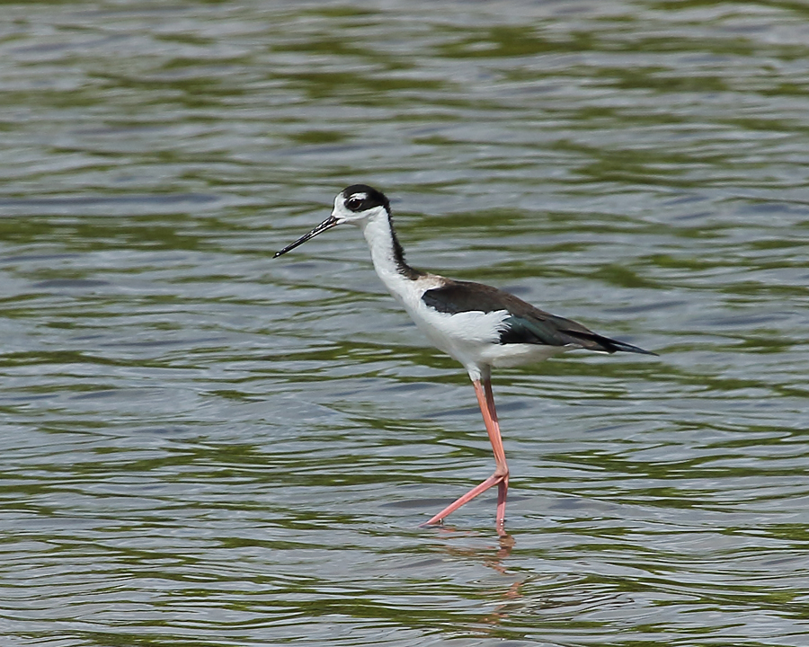 Foto pernilongo-de-costas-negras (Himantopus mexicanus) Por Gilvan ...