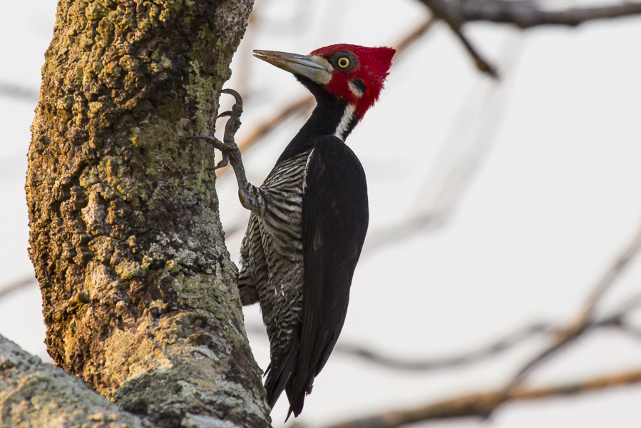 Foto pica-pau-de-topete-vermelho (Campephilus melanoleucos) Por Thelma ...