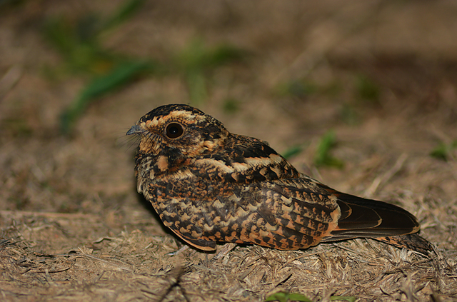 Foto bacurau-de-rabo-maculado (Hydropsalis maculicaudus) Por Cal ...