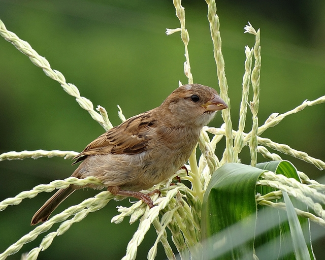 pardal (Passer domesticus) | WikiAves - A Enciclopédia das Aves do Brasil