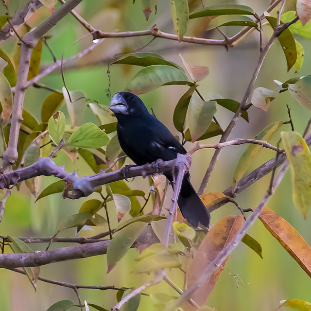 Foto bicudo (Sporophila maximiliani) Por Nina Wenóli | Wiki Aves - A ...