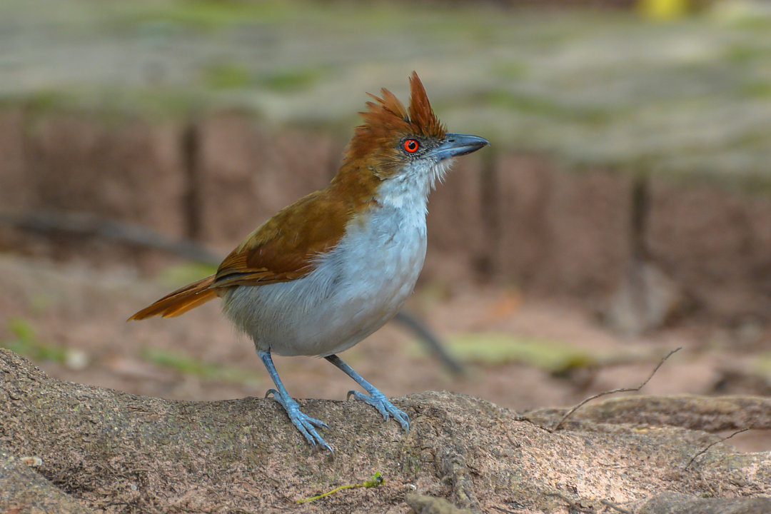 Foto choró-boi (Taraba major) Por Marcos Mastelari | Wiki Aves - A ...