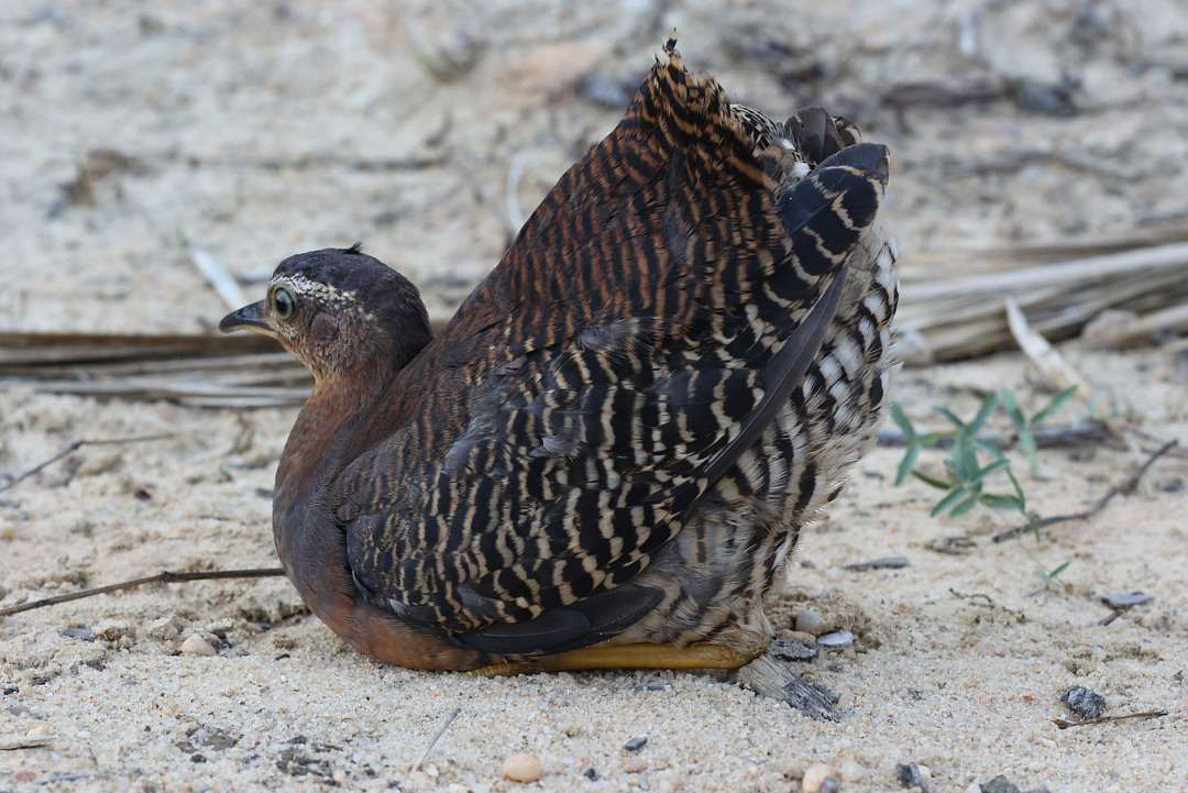 Foto zabelê (Crypturellus zabele) Por Luiz D. Barros | Wiki Aves - A ...