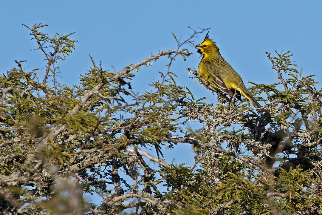Foto cardeal-amarelo (Gubernatrix cristata) Por Leonildo Piovesan ...