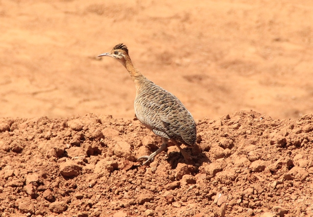 Foto perdiz (Rhynchotus rufescens) Por Juarez Carvalho | Wiki Aves - A ...