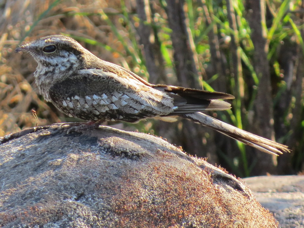 Foto acurana (Hydropsalis climacocerca) Por Manoel Pinheiro Cena Neto ...