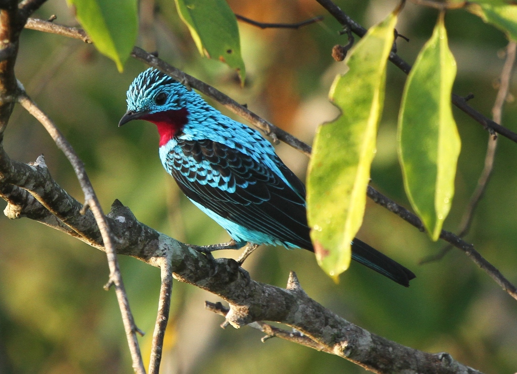 Foto anambé-azul (Cotinga cayana) Por Viviane De Luccia | Wiki Aves - A ...