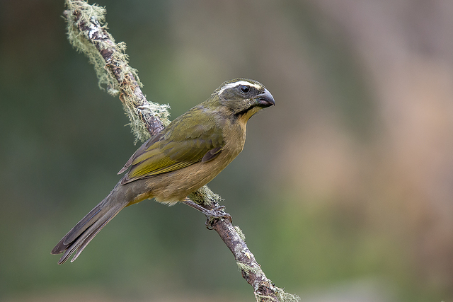 Foto bico-grosso (Saltator maxillosus) Por Celso B Almeida | Wiki Aves ...