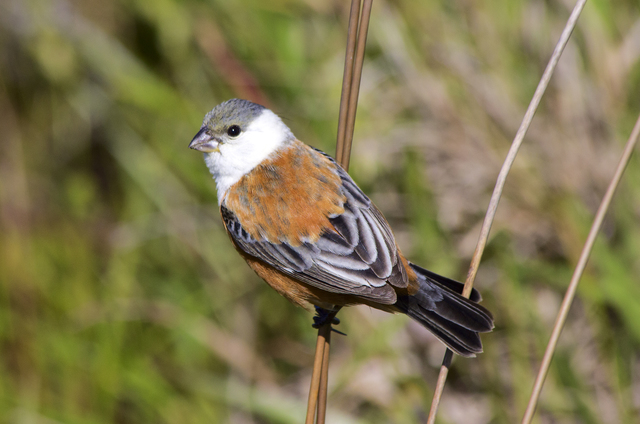 caboclinho-de-papo-branco (Sporophila palustris) | WikiAves - A ...