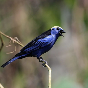 saíra-opala (Tangara callophrys) | WikiAves - A Enciclopédia das Aves ...