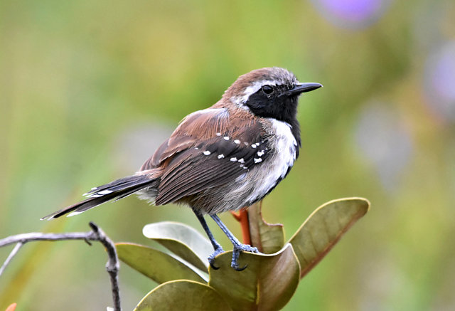 Foto papa-formiga-do-sincorá (Formicivora grantsaui) Por Leonardo Peres ...