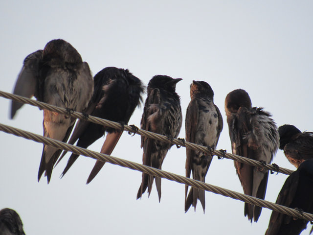 Foto andorinha-azul (Progne subis) Por Isabella Farias | Wiki Aves - A ...