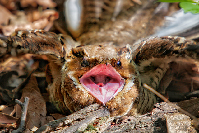 Foto bacurau (Nyctidromus albicollis) Por Thalles Oliveira | Wiki Aves ...