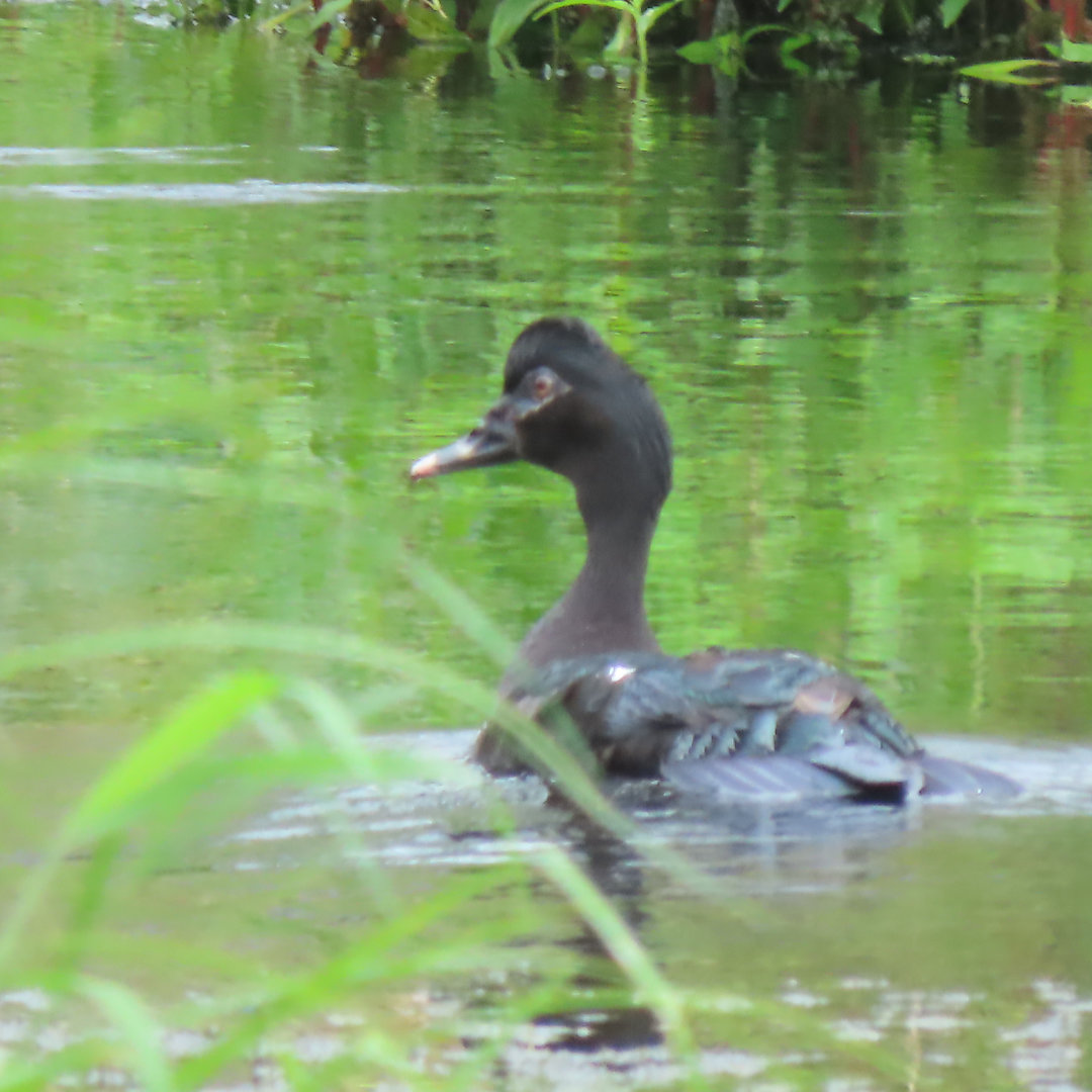 Foto pato-do-mato (Cairina moschata) Por Ronaldo Rodrigues de Moraes ...