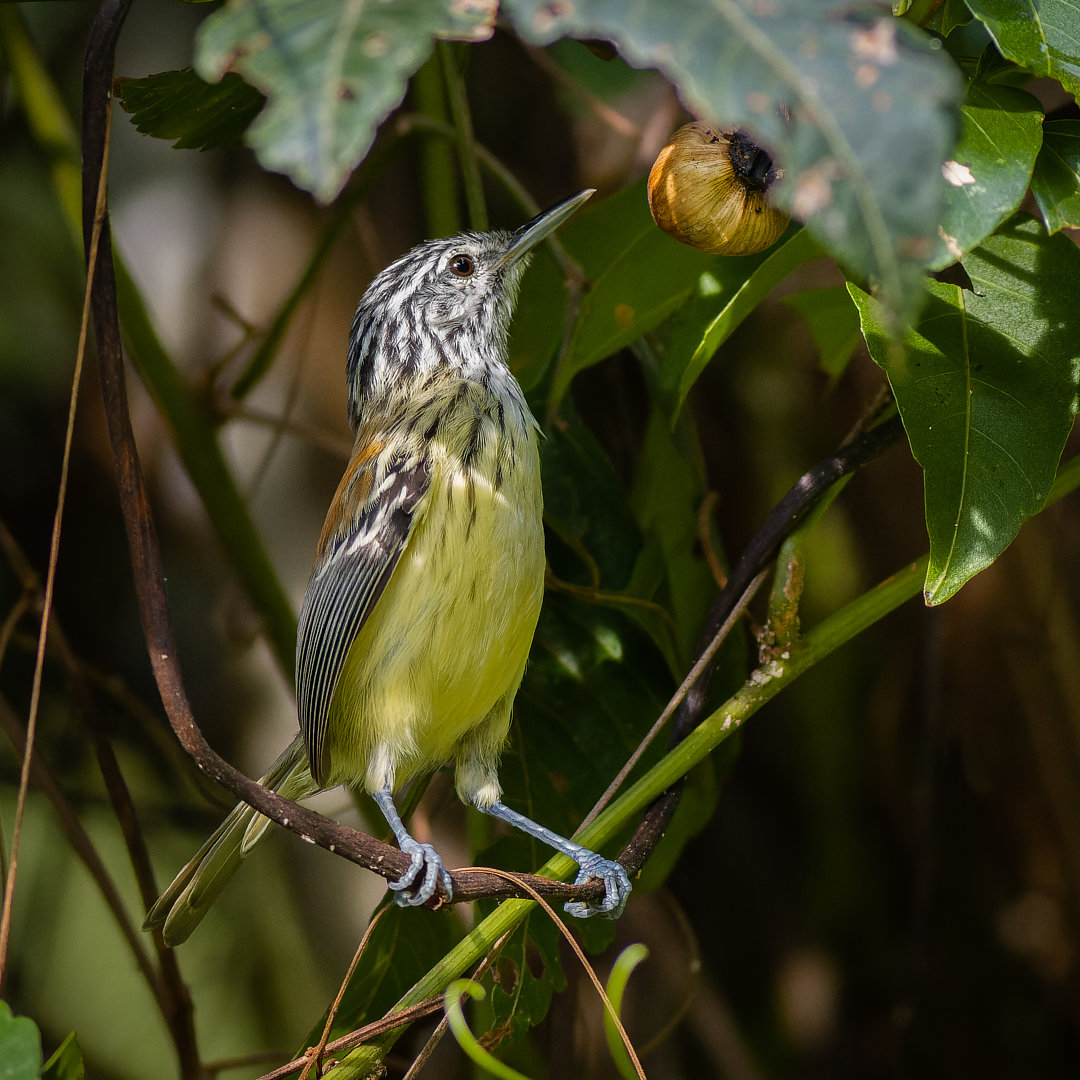 Foto zidedê (Terenura maculata) Por Daniel Mello | Wiki Aves - A ...