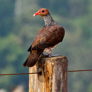pomba-trocal (Patagioenas speciosa) | WikiAves - A Enciclopédia das ...