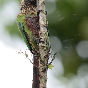 tiriba-de-testa-azul (Pyrrhura picta) | WikiAves - A Enciclopédia das ...