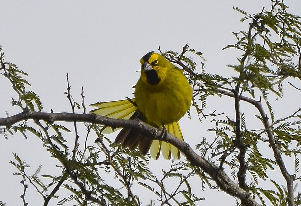 Foto cardeal-amarelo (Gubernatrix cristata) Por Ricardo O. De Oliveira ...