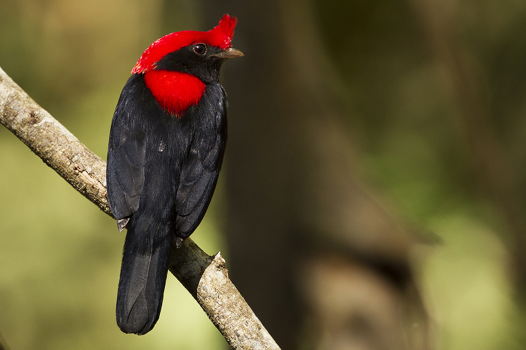 Foto soldadinho (Antilophia galeata) Por Tancredo Maia Filho | Wiki ...