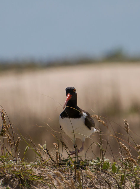 Foto piru-piru (Haematopus palliatus) Por Nilton Nogueira | Wiki Aves ...