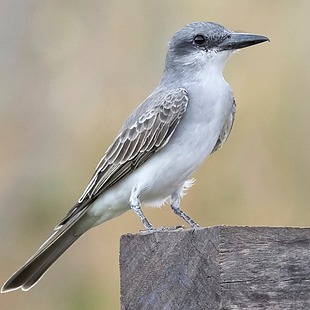 suiriri-cinza (Tyrannus dominicensis) | WikiAves - A Enciclopédia das ...