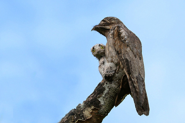 Foto urutau (Nyctibius griseus) Por Leonardo Casadei | Wiki Aves - A ...
