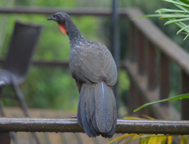 Foto jacuguaçu (Penelope obscura) Por Alfredo Matta | Wiki Aves - A ...