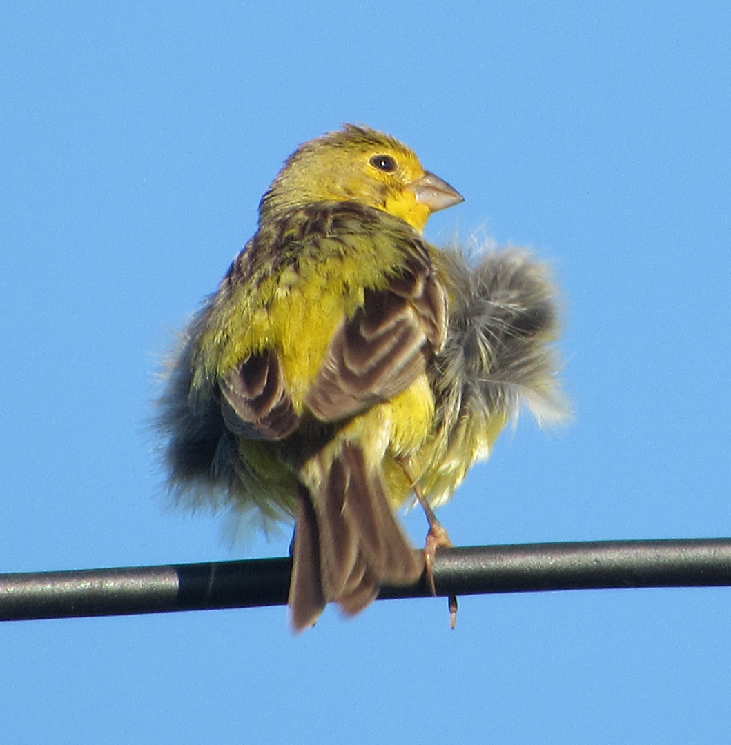 Foto canário-da-terra (Sicalis flaveola) Por Antonio Sturion Junior ...
