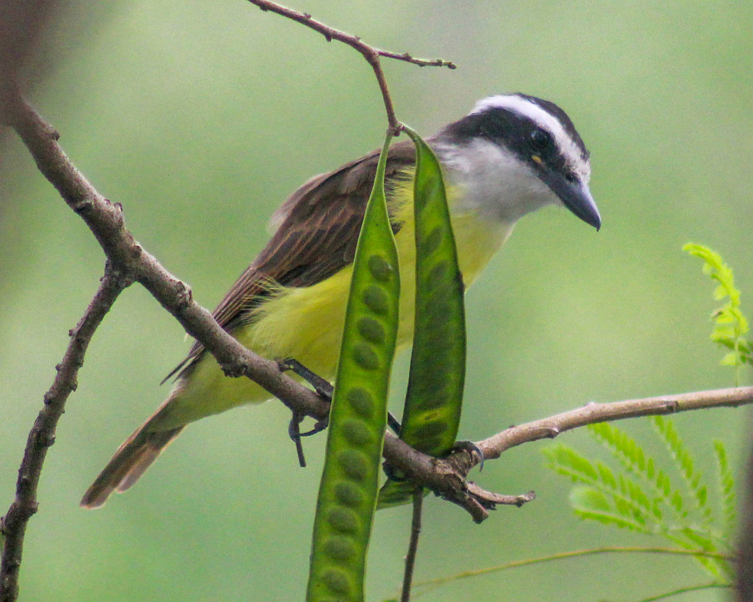 Foto bem-te-vi (Pitangus sulphuratus) Por Enéas G. Junior | Wiki Aves ...