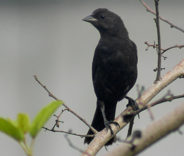 Foto chupim (Molothrus bonariensis) Por Enéas G. Junior | Wiki Aves - A ...