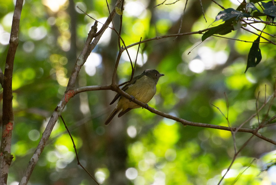 Foto fruxu-baiano (Neopelma aurifrons) Por Uryel Perozini | Wiki Aves ...