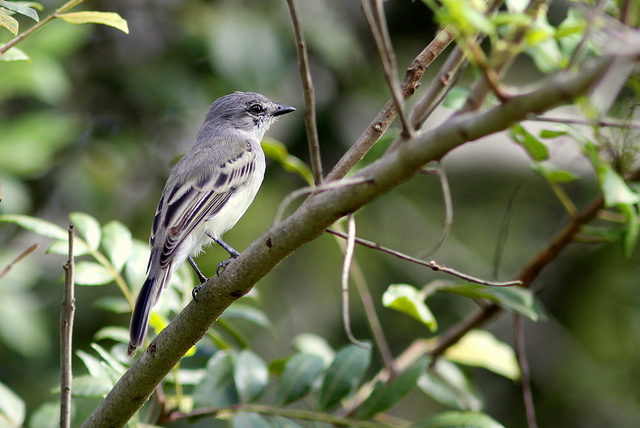 Foto suiriri-cinzento (Suiriri suiriri) Por Antonio Amorim Neto | Wiki ...