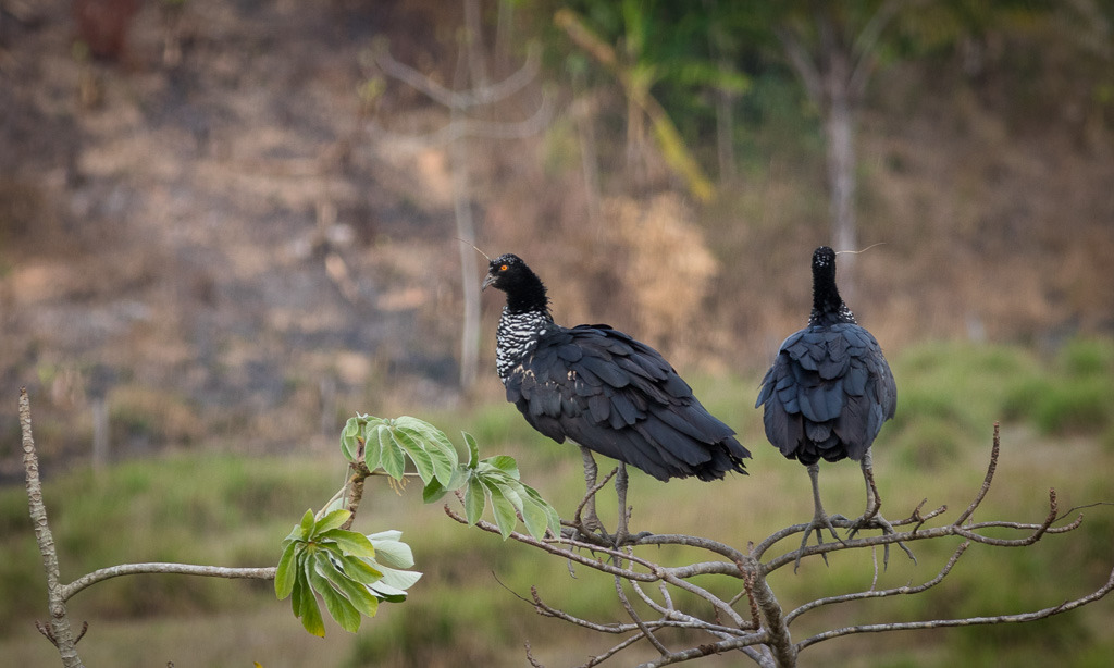 Foto anhuma (Anhima cornuta) Por Jorge Correia Neto | Wiki Aves - A ...