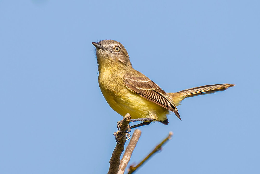 Foto amarelinho-da-amazônia (Inezia caudata) Por Hilton Filho | Wiki ...