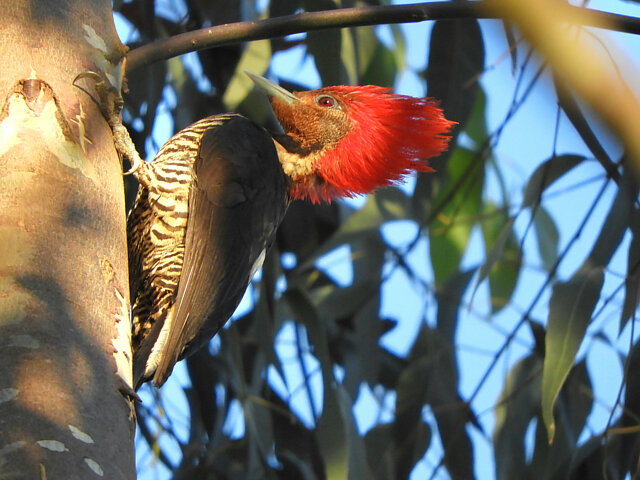Foto pica-pau-de-cara-canela (Celeus galeatus) Por Deidimar Silva | Wiki Aves - A Enciclopédia ...