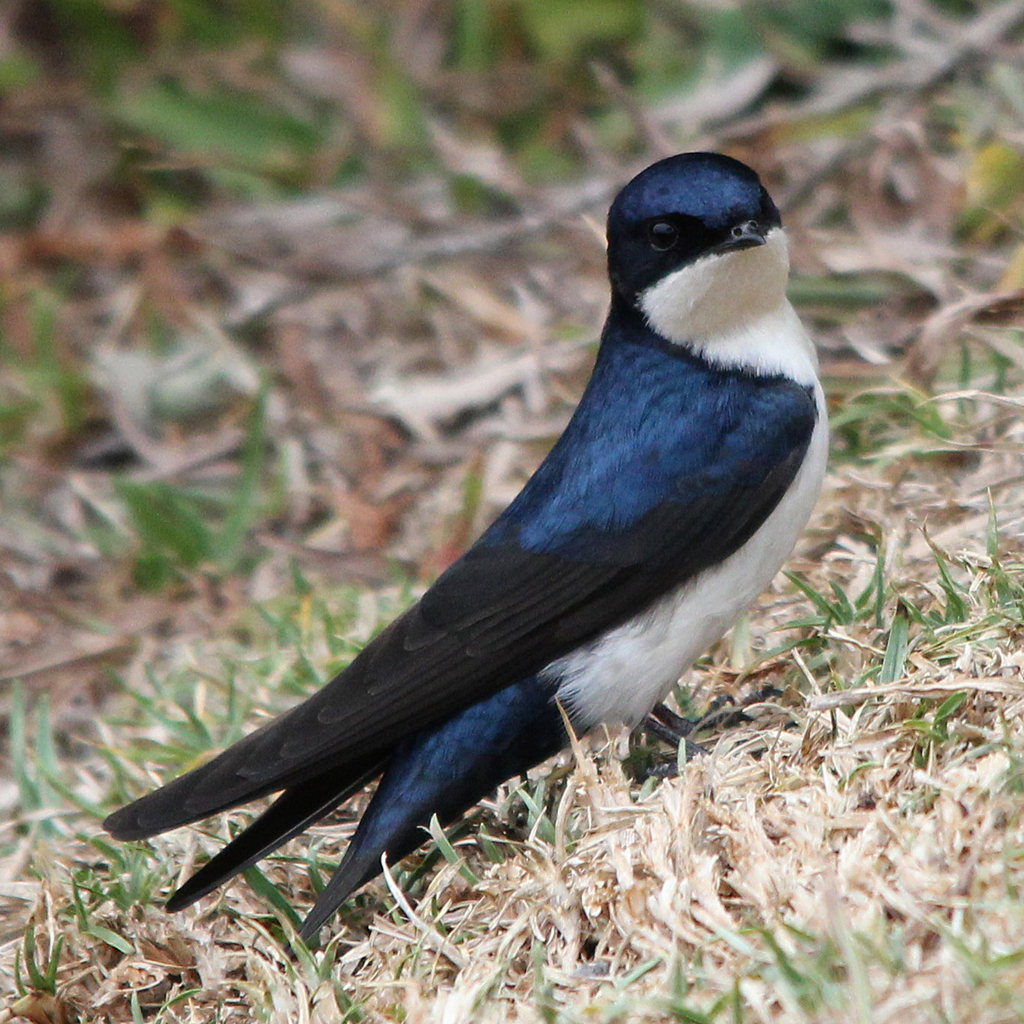 Foto andorinha-pequena-de-casa (Pygochelidon cyanoleuca) Por Henrique ...