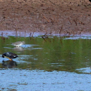 Calidris sp. (Calidris sp.) | WikiAves - A Enciclopédia das Aves do Brasil
