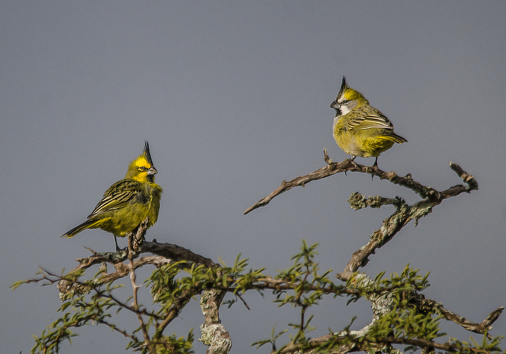 Foto cardeal-amarelo (Gubernatrix cristata) Por Osmar Slompo | Wiki ...
