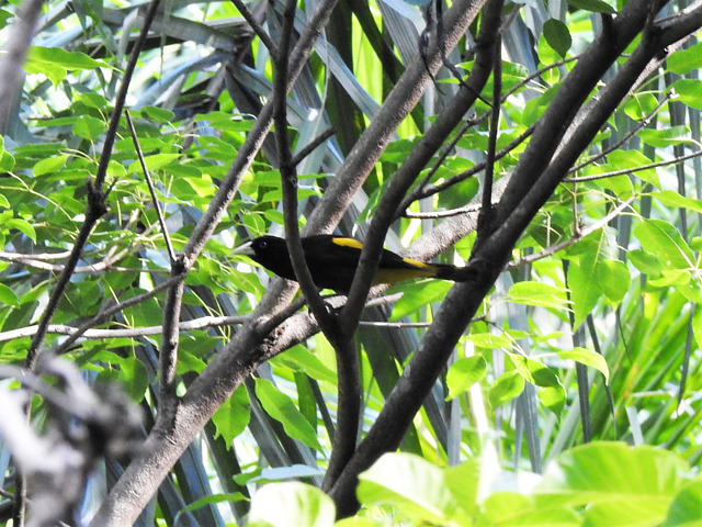 Foto xexéu (Cacicus cela) Por Melissa Alves | Wiki Aves - A ...
